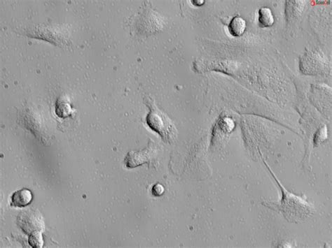 Rat Macrophages
