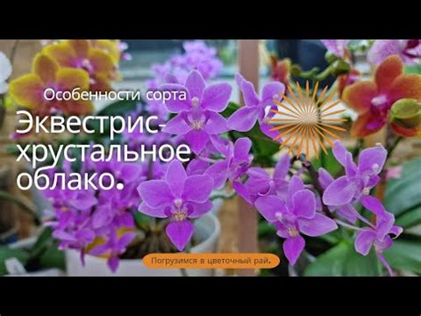 Фаленопсис Эквестрис Граз.Особенности сорта.Обзор букетного цветения ...