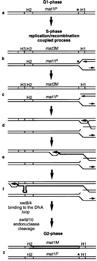 Replication Recombination Coupled Model Only The Mating Type Download Scientific Diagram