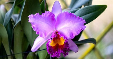 How To Take Care Of A Cattleya Orchid At Your Home Plantzone