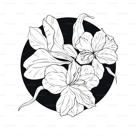 손으로 그린 라인 아트 그림입니다 자세한 개략 그림 색칠하기 책 문신 스티커 지문을 위한 템플릿 사진 Unsplash의 그림 이미지