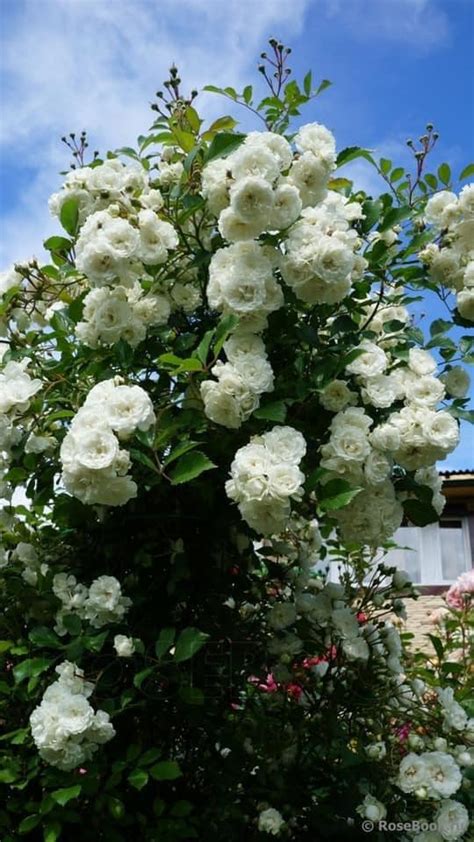 ფლორა პლიუსი Facebook