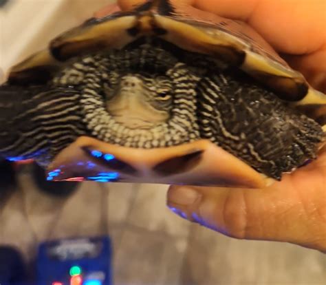 Lil Guy Confused Rturtle