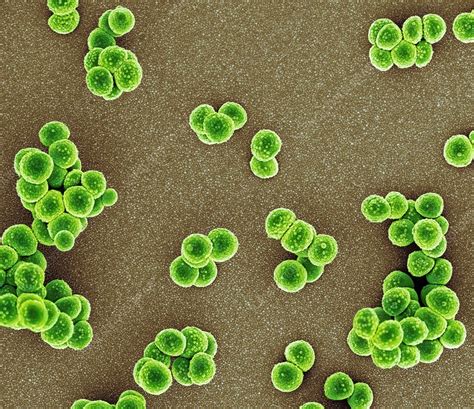 Mrsa Bacteria Sem Stock Image C026 9278 Science Photo Library