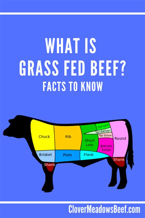 What Is Grass Fed Beef Clover Meadows Beef Grass Fed Beef St Louis