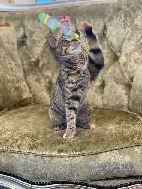 코리안숏헤어 여아 50000원~ 대전강아지분양 아비시니안 아메리칸숏헤어분양 시츄분양 강아지파양 푸들종류 먼치킨고양이입양 부산강아지무료분양 강아지무료분양 고양이무료분양