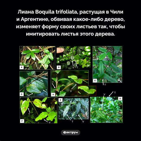 Лиана притворщица