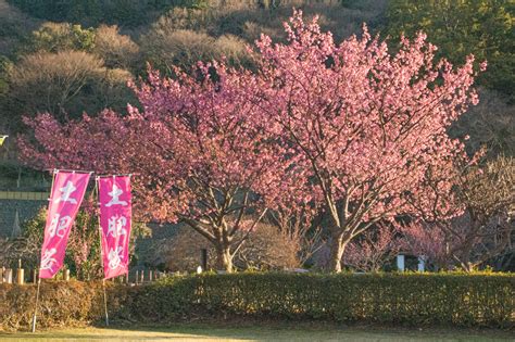 春の花暦 土肥桜熱海桜河津桜 いさり火便り 全室源泉かけ流し露天風呂付の宿いさり火
