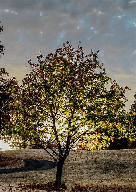 Skinner Tree Photograph By Toby Boles Fine Art America