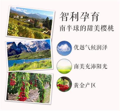 智利車厘子來自南半球的甜蜜味道 每日頭條