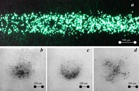 6 Multiple Optical Trapping Example Based On The Speckle Pattern For