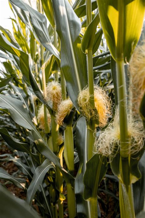 Corn 101 Sex In The Cornfield Matt Addington Creative