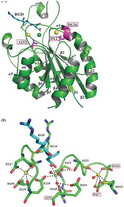 The Initial Structure Of The β I Domain Of Integrin αiibβ3 Amino Acid Download Scientific