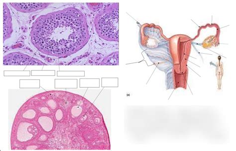Identify These Structures Diagram Quizlet