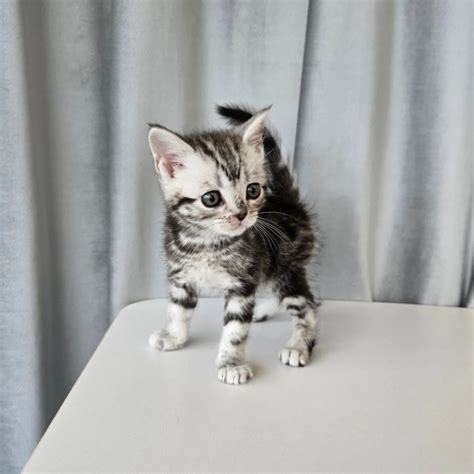 네코스토리 서울 본점 강아지 고양이 유기묘 유기견 길 고양이 아깽이 댕냥이 무료 분양 입양 보호 위탁 허위 X 번식장으로 보내질 우려가 있는 아이들을 데리고 와 무료로