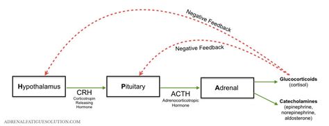 Hpa Axis Dysfunction Adrenal Fatigue Solution