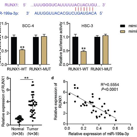 Runx1 Was A Target Of Mir 199a 3p A The Binding Sites Between Runx1 Download Scientific