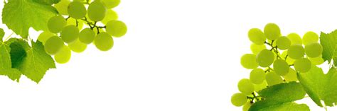 녹색 포도 배너 흰색 배경에 고립 된 잎과 녹색 포도의 무리 복사 공간을 복사합니다 여름 열매와 과일 배너 포도주 양조 유기농 바이오 베리 및 과일 과일에 대한 스톡 사진