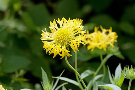花 植物散歩道の花 2008 30 1壁紙1920x1280 壁紙館