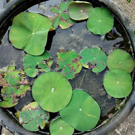 Garden পদ্ম চারার যত্ন • পদ্ম ফুলের জন্য শাপলার মতো খুব বেশি পানির