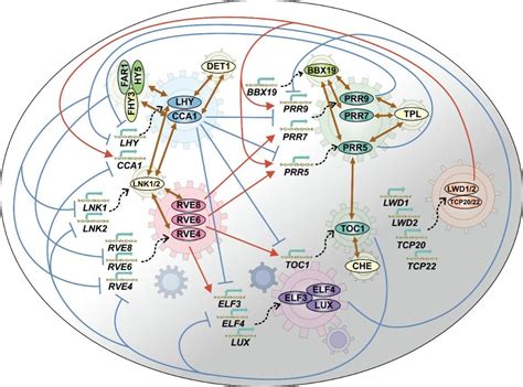 徐小冬 谢启光课题组发表生物钟研究进展综述 植物逆境生物实验室