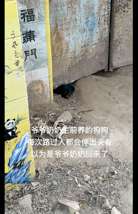 爷爷奶奶都先后去世，狗狗仍不愿离开老房子，每天趴在门口下等主人！ 宠界新闻