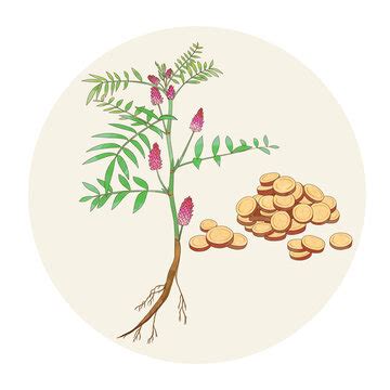 手绘甘草图片素材 手绘甘草设计素材 手绘甘草摄影作品 手绘甘草源文件下载 手绘甘草图片素材下载 手绘甘草背景素材 手绘甘草模板下载 搜索中心
