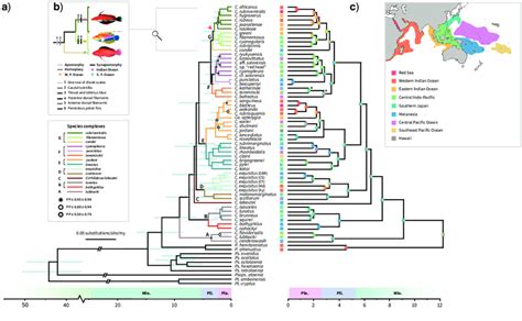 A Time Calibrated Phylogeny Of Cirrhilabrus Inferred Using A Bayesian