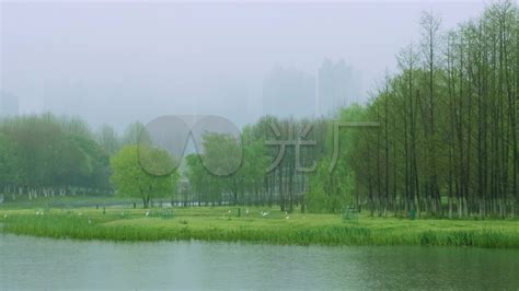 意境雨景唯美雨景空镜合集，湿地候鸟栖息地3840x2160高清视频素材下载编号7623726实拍视频光厂vj师网