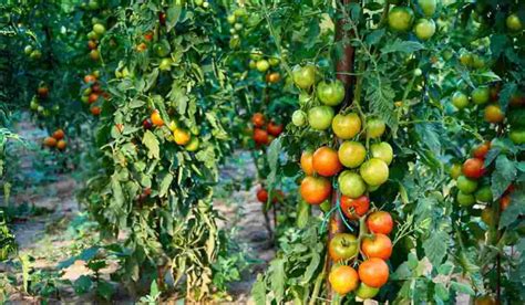 How To Choose Determinate Vs Indeterminate Tomatoes