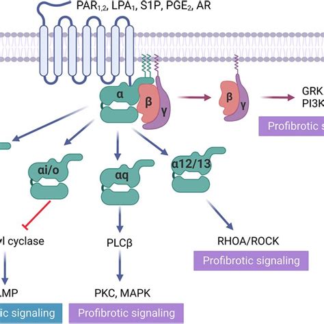 Gpcrs In Fibrosis Regulation Some Gpcrs Mediate Profibrotic Signals Download Scientific