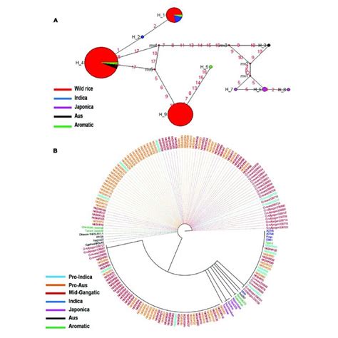Pdf Evolutionary Insights Based On Snp Haplotypes Of Red Pericarp Grain Size And Starch