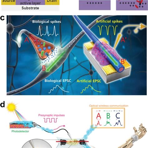 Osts And Their Applications For Artificial Synapsesnerves A