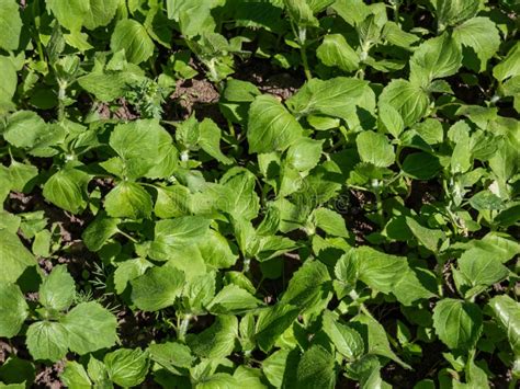 Close Up Shot Of The Quickweed Or Potato Weed Galinsoga Parviflora