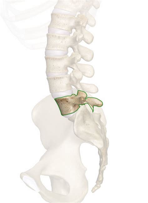 Lumbar Spine Anatomy L5