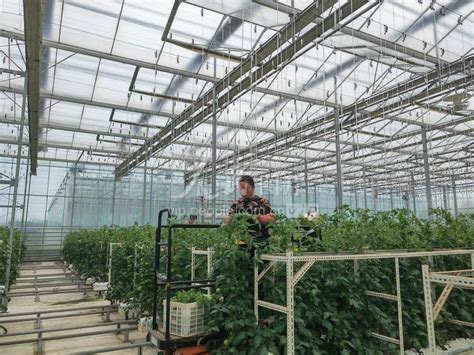 山东聊城智能温室管护忙 人民图片网