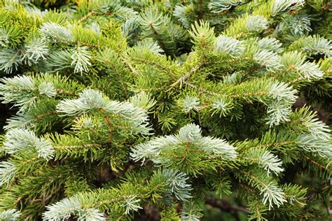10 Different Types Of Fir Trees With Photos
