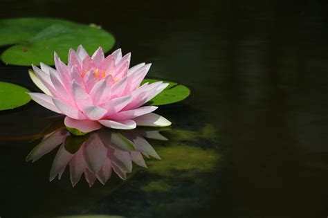 자연 배경에 아름 다운 일광과 물 표면에 연못 반사에 피는 분홍색 수련 0명에 대한 스톡 사진 및 기타 이미지 0명 개화기 꽃 나무 Istock