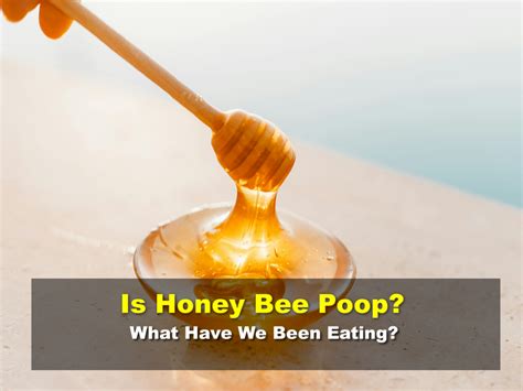 Can Bees Get Drunk Investigating The Surprising Truth About Bees And Alcohol Easy