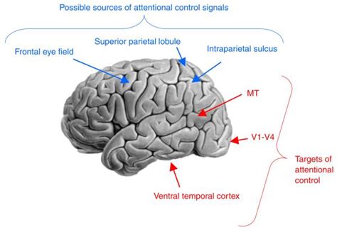 The Neural Basis Of Selective Attention Cortical Sources And Targets