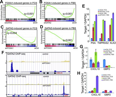 Foxa1 Acts Upstream Of Gata2 And Ar In Hormonal Regulation Of Gene