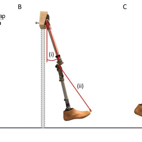 Polycentric And Monocentric Knee Joints Investigated With Schematic Download Scientific Diagram