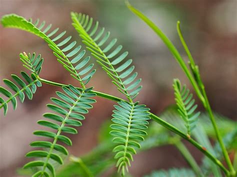 Phyllode Tumor How Is It Leaf Like Where Is The Leaf Rstep1