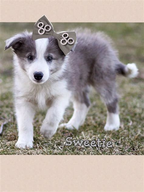 Sweetie Paw Patrol Fanon Wiki Fandom