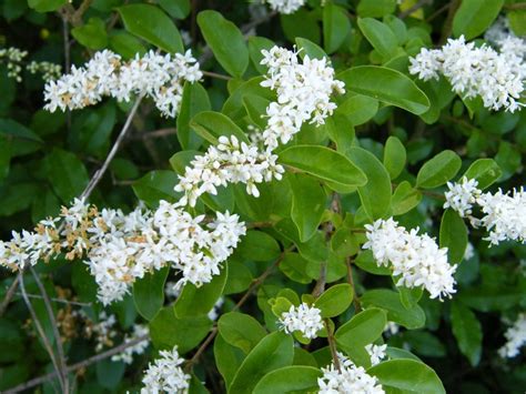 Chinese Privet Weed Action Whangarei Heads