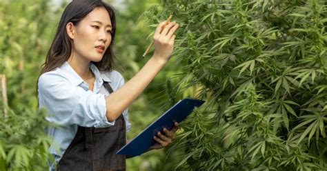 تغییرات ساختاری مغز با مصرف ماری‌جوانا؛ یک بار مصرف هم خطرناک است