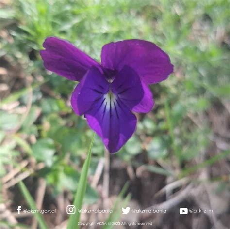 Manushaqja E Kerauneve Lulja Endemike E Vargmaleve Të Llogorasë E