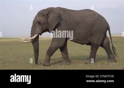 A Bull Elephant With A Fully Extended Reproductive Organ Stock Video Footage Alamy