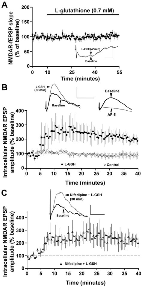Intracellular But Not Extracellular Application Of L Gsh Enhances
