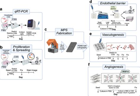 Fetal Bovine Serum Modulates Primary Human Cell Phenotypes Endothelial
